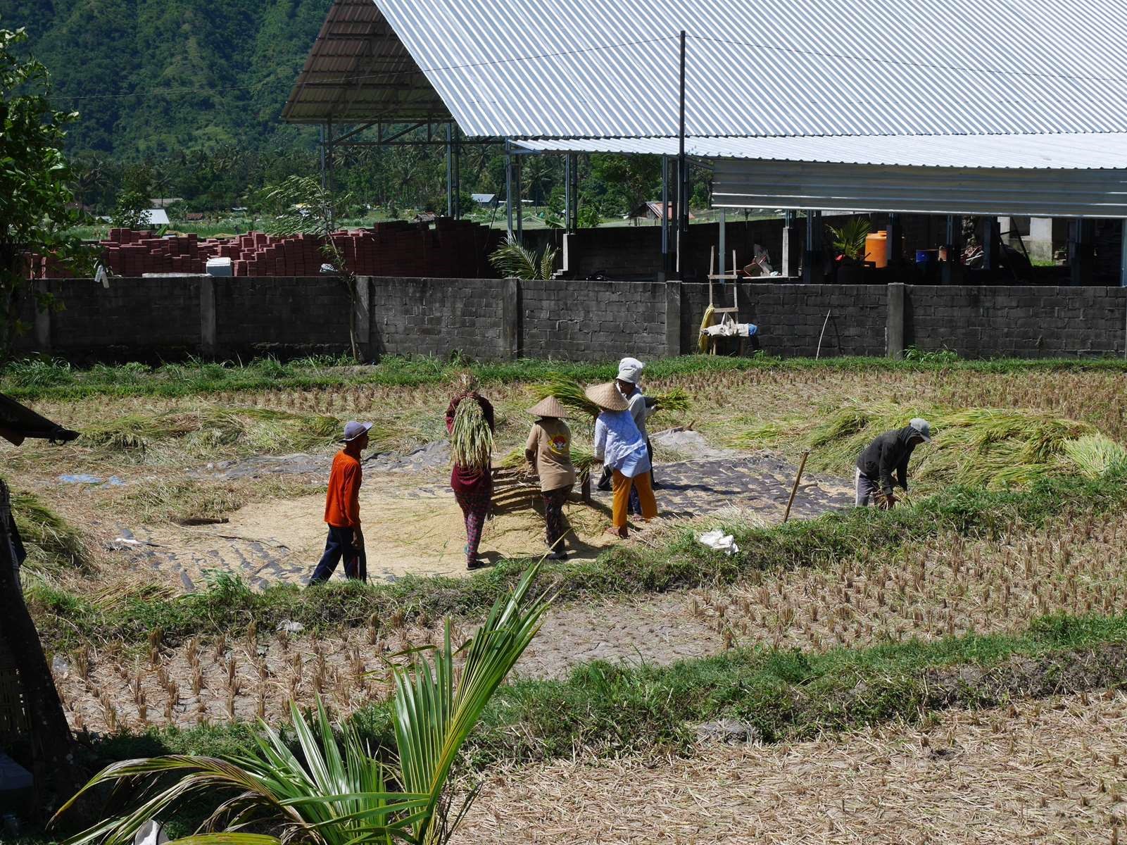 Bali : Tour d'horizon et conseils pratiques